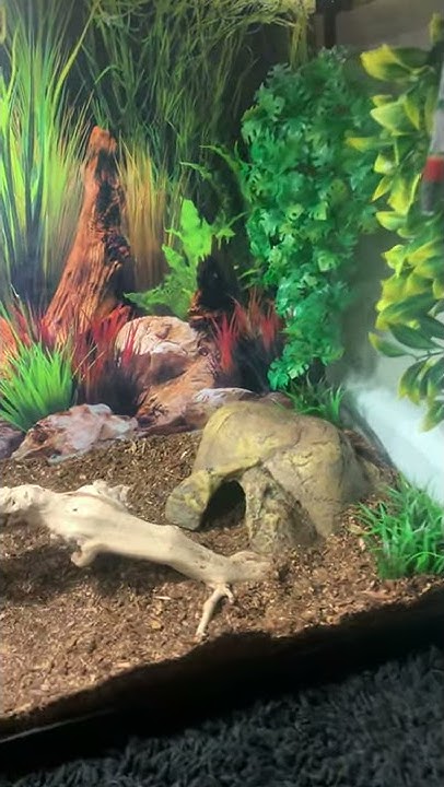 Ball python cage setup 2020 - YouTube