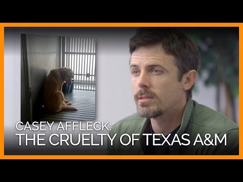 Casey Affleck to Texas A&M: Stop Cruel Dog Experiments