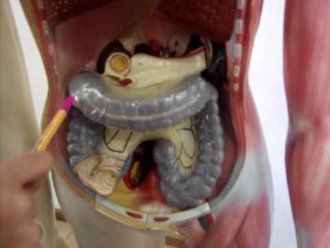 intestino grosso e suas partes - YouTube