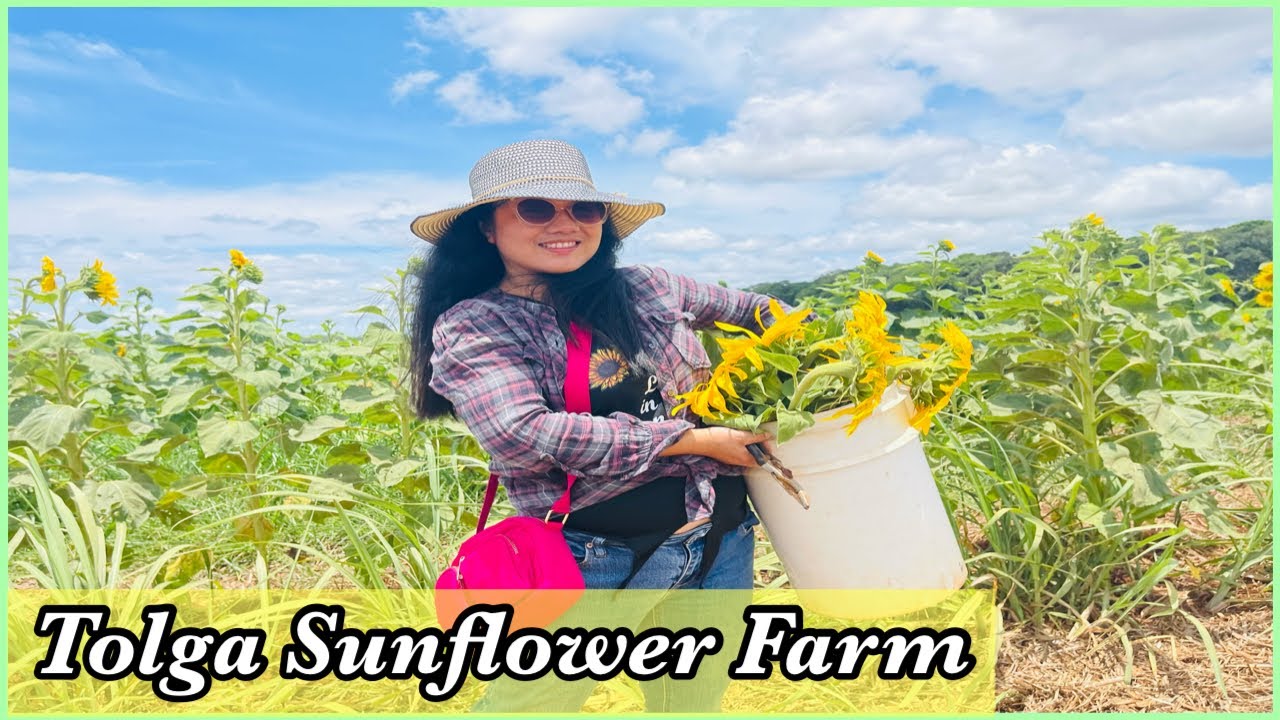 Visiting Tolga Sunflower Farm with Cindy and Rob/2023// Cheche Lañojan ...
