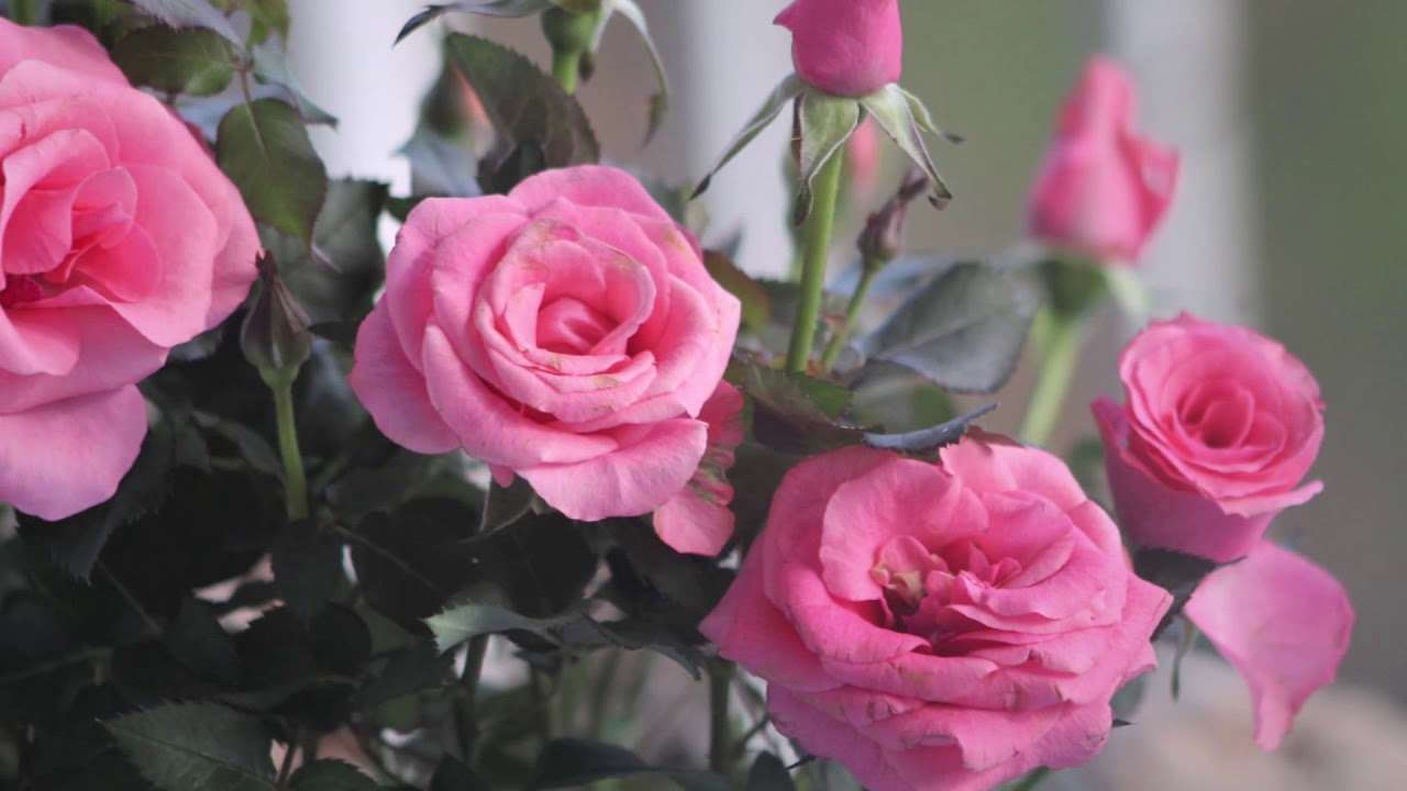 Mes roses ladys - YouTube