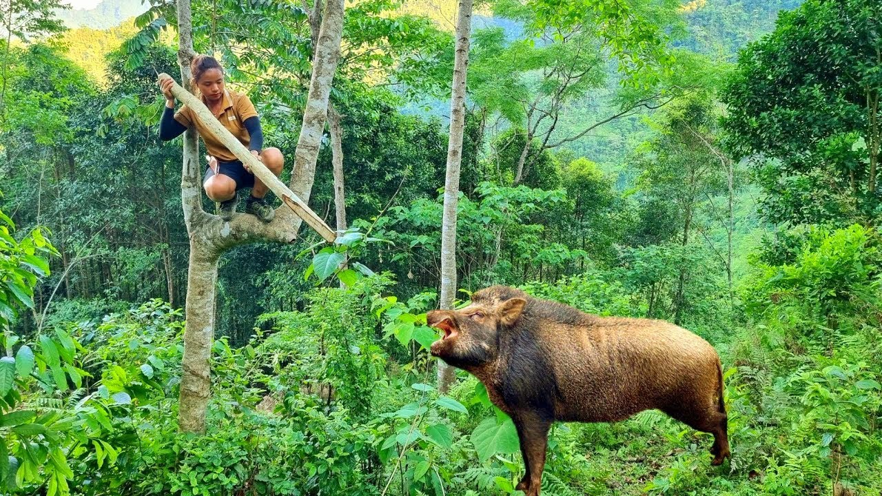 FULL VIDEO: 100 days Wild boar trapped, surviving alone, skills, wild ...