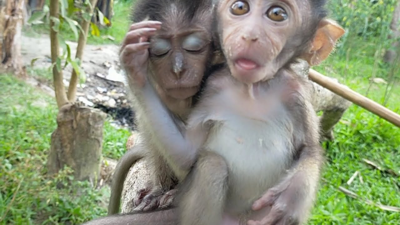 Baby Monkey, Kiko Is starting to feel sleepy - YouTube