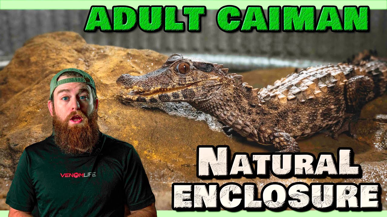 Building A Natural Adult CAIMAN ENCLOSURE! - YouTube