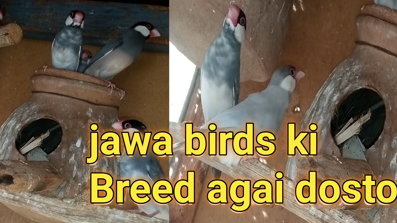 jawa birds ki Breeding progress - YouTube