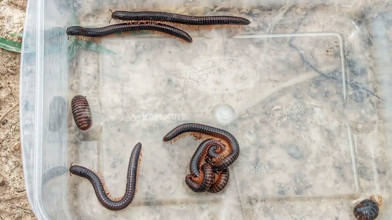 Don't Miss This Video, Catching Millipede Put In Box, Daily Insect ...