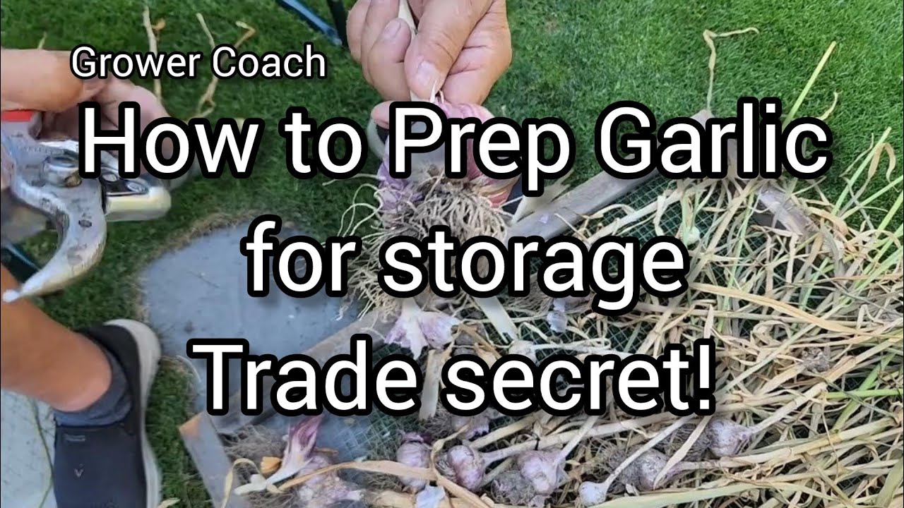 How to prepair Garlic for storage! The best way possible. - YouTube