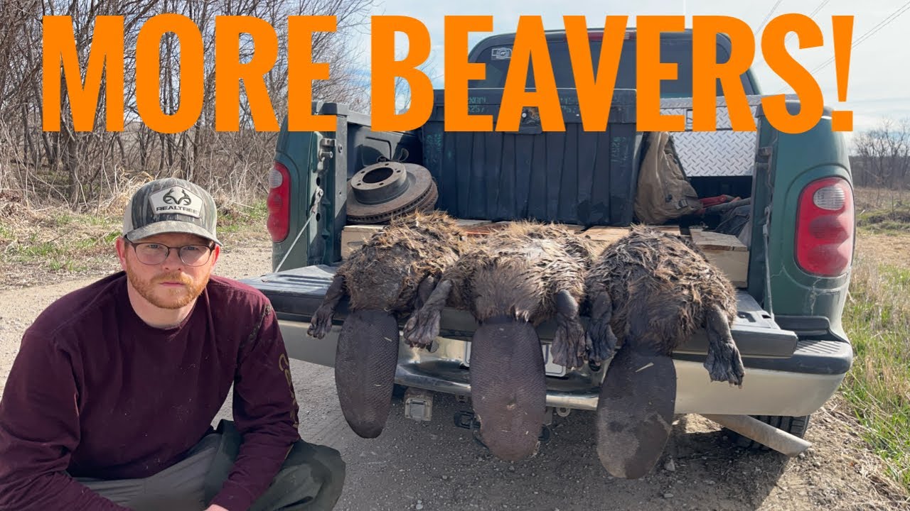 PILING THEM UP! More Beavers in the Creek! S4E16 - YouTube