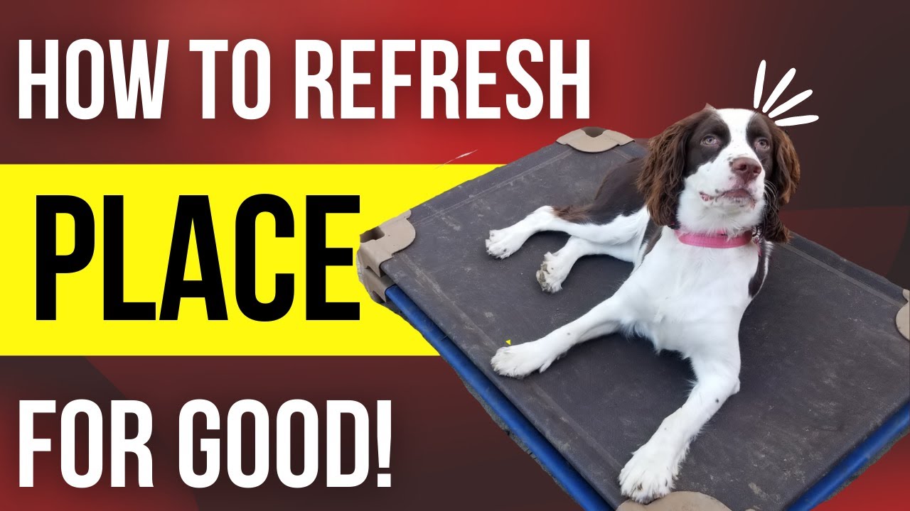 Teaching a Dog PLACE for GOOD! - YouTube
