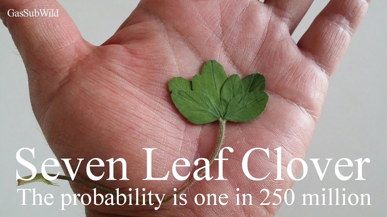 7 22 17 How lucky am i? I finds Seven Leaf Clover 七つ葉のクローバー while out ...