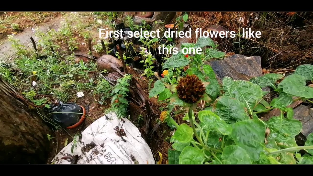 How to graw RED SUNFLOWER Tithonia diversifolia from seeds - YouTube