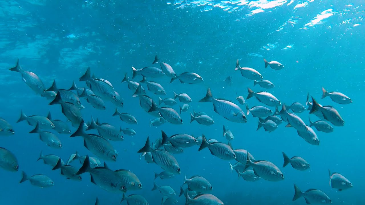 Diving in Key West. Colorful fish, jellyfish and nurse shark. - YouTube