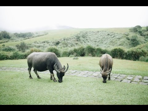 Facts about the tamaraw. - YouTube