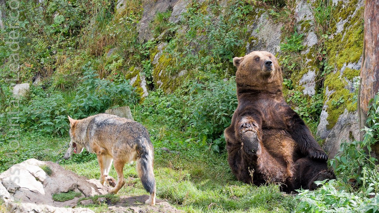 Scotland needs bears & wolves to eat red deer - YouTube