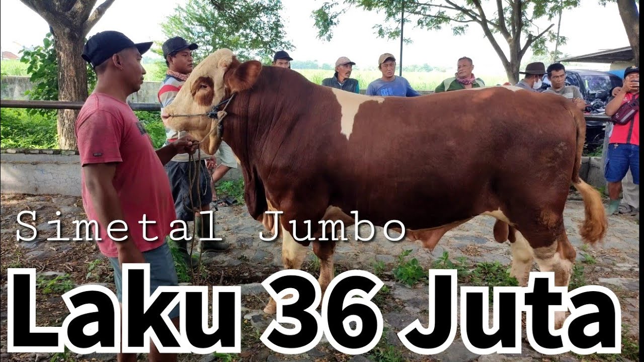 Nego Alot Sapi Simetal Jumbo ‼️ Pasar Wage Pati Terbaru - YouTube