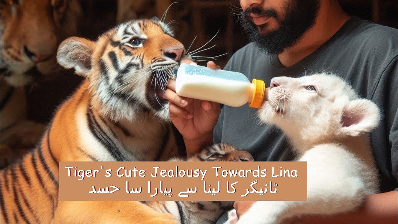 Tiger’s Cute Jealousy Towards Lina - YouTube