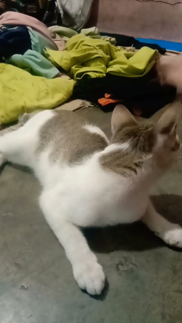 24 Juli 2024 - YouTube