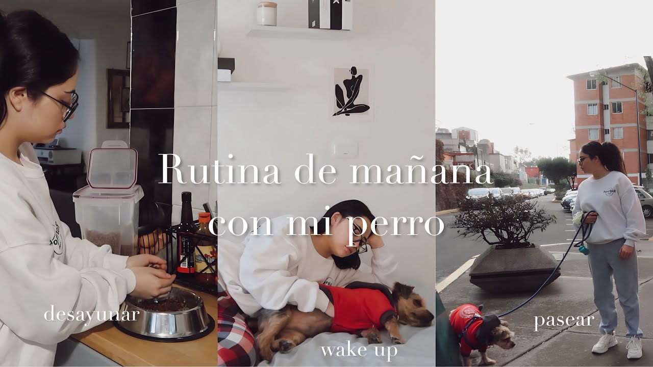 Mi rutina de mañana con mi perro 🐾 - YouTube