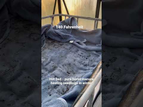 Horse manure hot bed providing heat for seedlings in winter and pure compost later on in summer