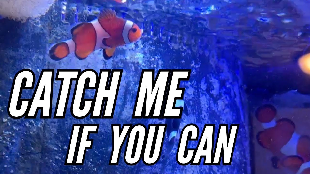 Saltwater Fish Hiding in overflow - YouTube