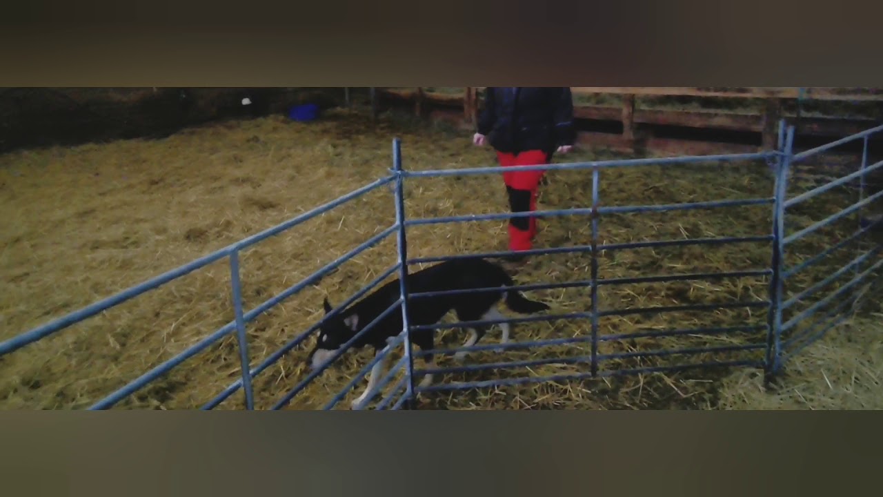 Dixie herding 2nd private session off leash - YouTube