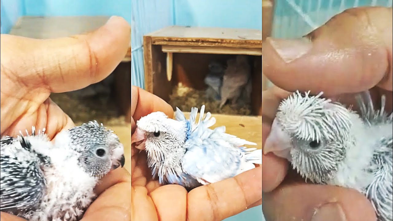 Spangle Hagoromo Budgies Breeding Progress | Japanese Helicopter - YouTube