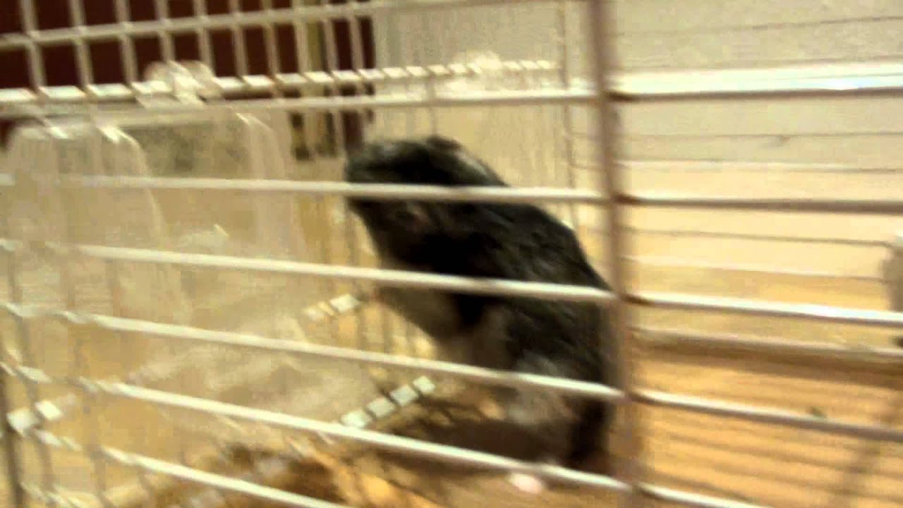 LITTLE POOR HAMSTER IN ALCATRAZ - YouTube