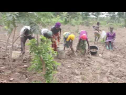 Planting ginger in Nigeria - YouTube