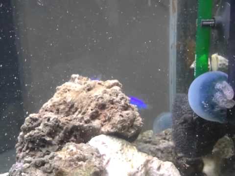 blue bubble jellyfish - YouTube