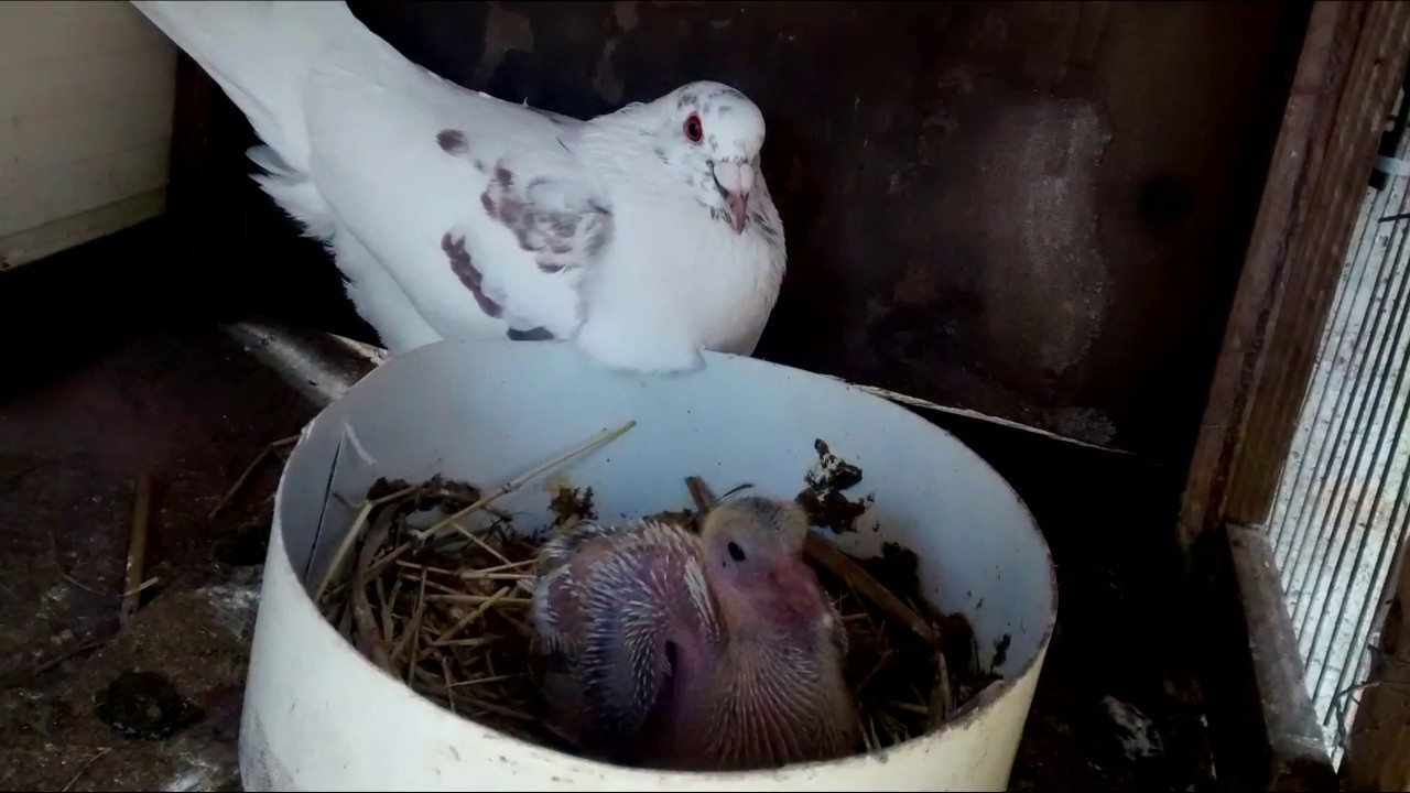 Crescimento de Filhote de POMBO CORREIO - YouTube