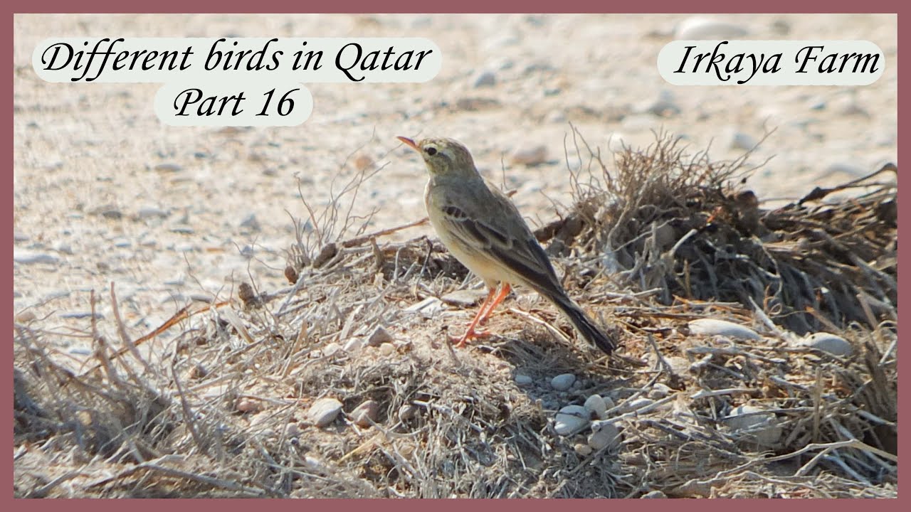 Different Birds in Qatar Part 16 | Irkaya Farm Qatar - YouTube