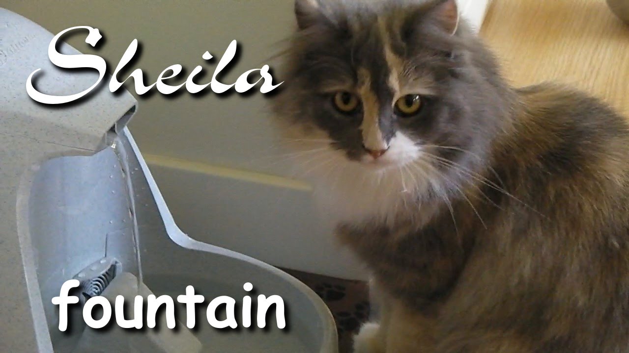 Sheila the cat plays with a fountain - YouTube
