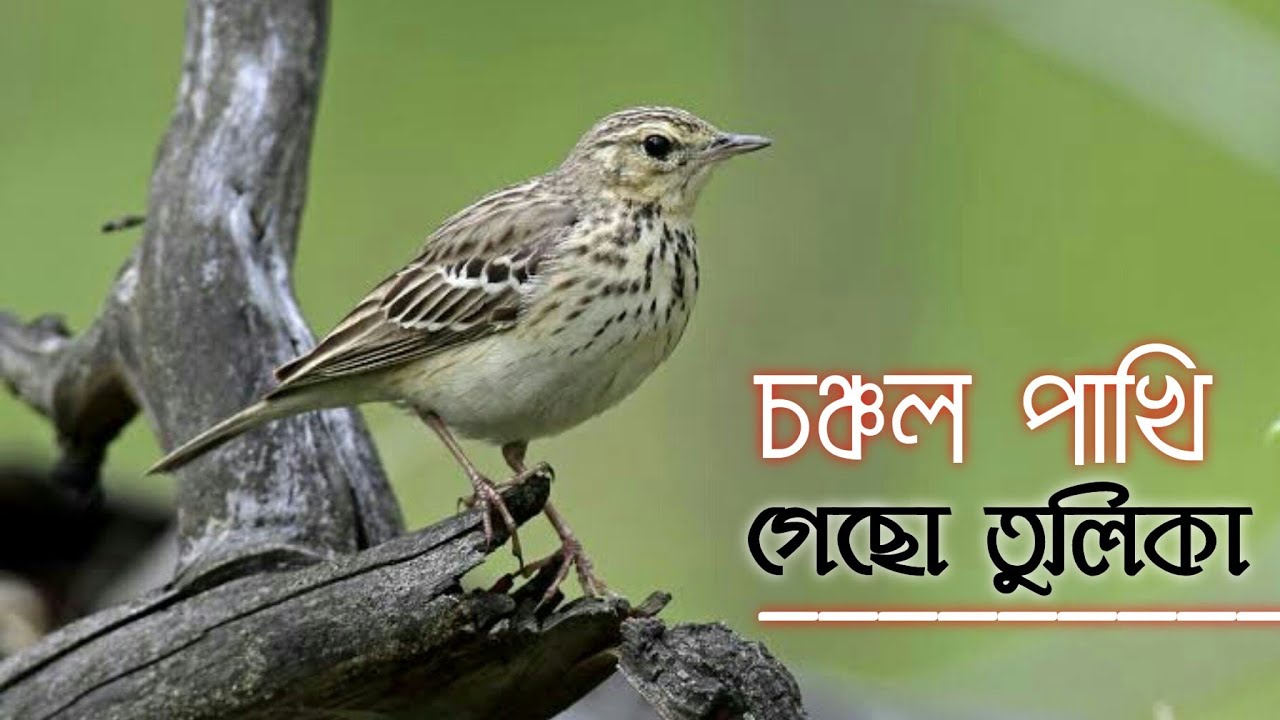 অদ্ভুত পরিযায়ী পাখি গেছো তুলিকা নিয়ে কৌতুহল Tulika is a strange ...