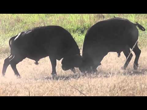 Buffalo Bulls Fighting - YouTube