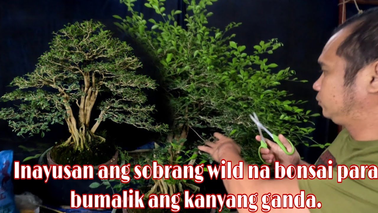 BONSAI NA NAPABAYAAN INAYUSAN ULIT PARA BUMALIK ANG KANYANG GANDA. # ...