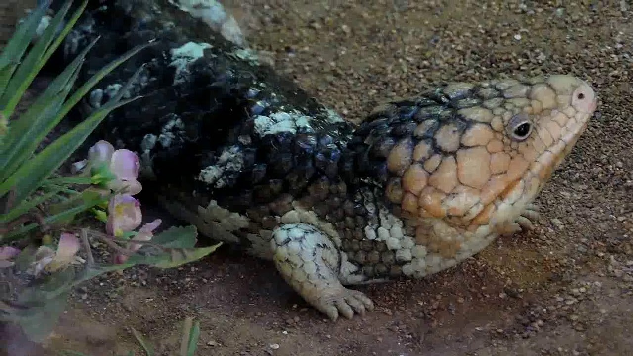 Shingleback skink tiliqua rugosa 10 10 17 Tuen Mun Park - YouTube