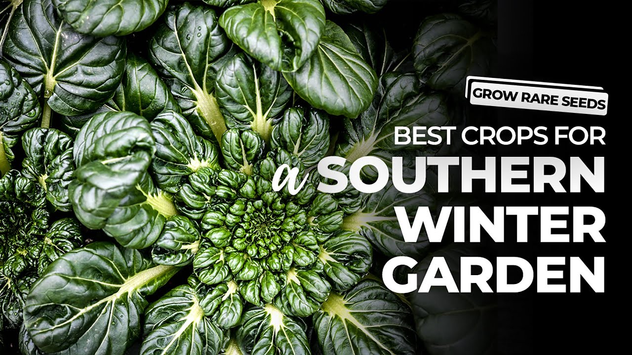 GROW RARE SEEDS | The Best Crops For a Southern Winter Garden - YouTube