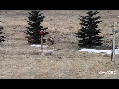 Dog vs deer - YouTube