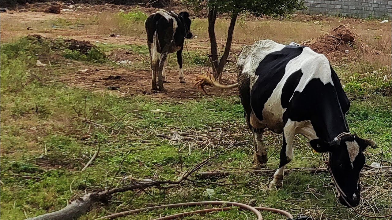 cow washing - YouTube