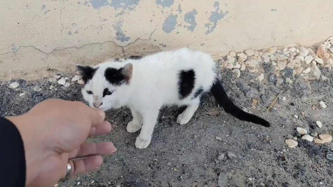 cute kitten he is afraid of me so he run. hehe - YouTube