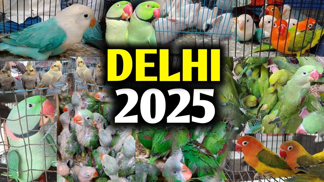 2025 Delhi Birds Market || Delhi Bird Market || Lal Qila Birds Market ...