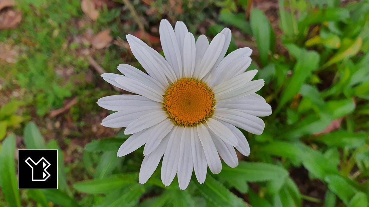 Daisy plant identification with close-up photos - video 1 - YouTube