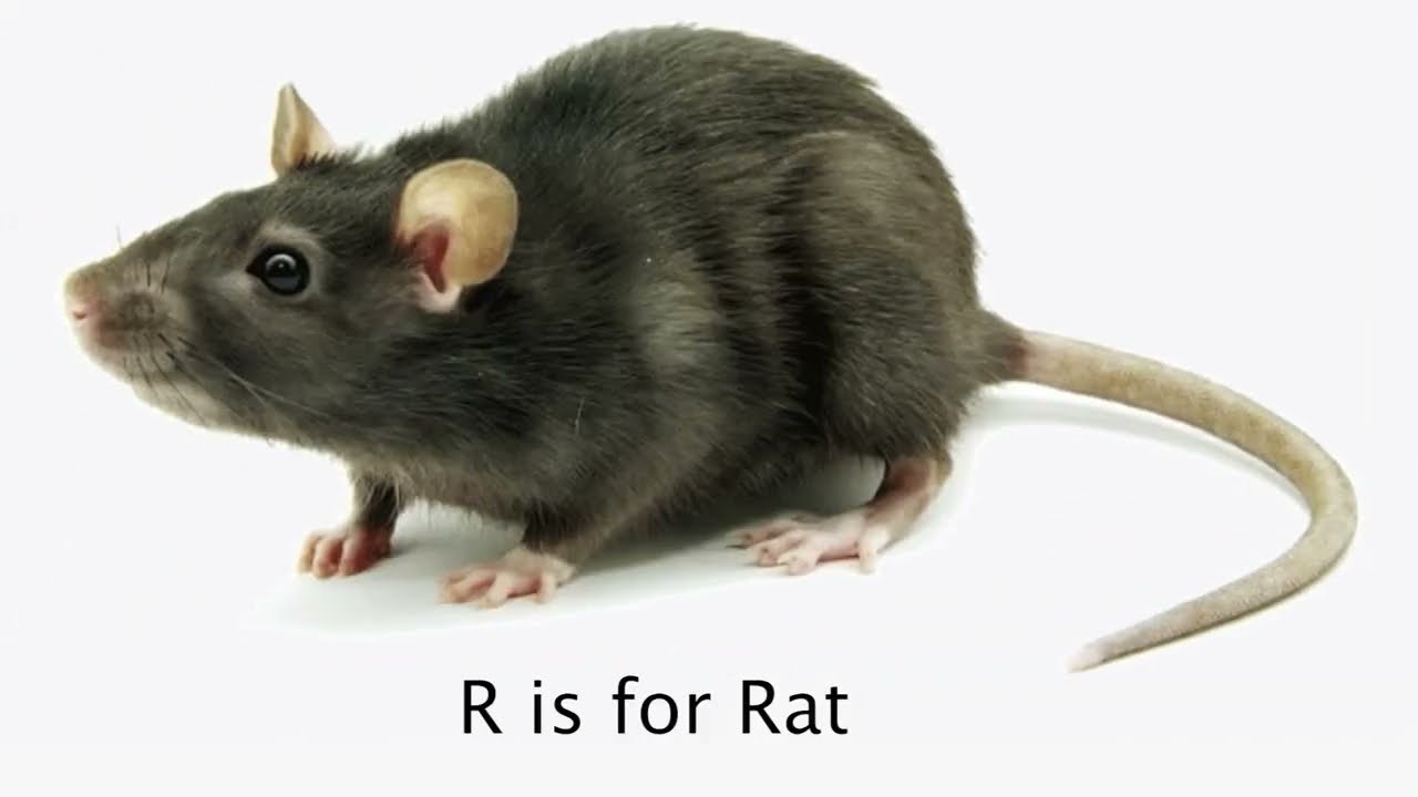 M -Mango, B -Book, R -Rat | Modernity Kids | For Kids - YouTube