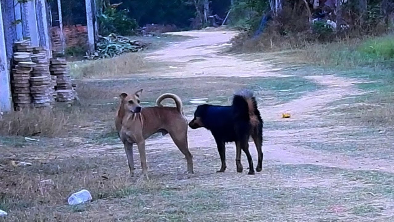 Wow best time very sweet Action love cute dog ker ker have New girl ...