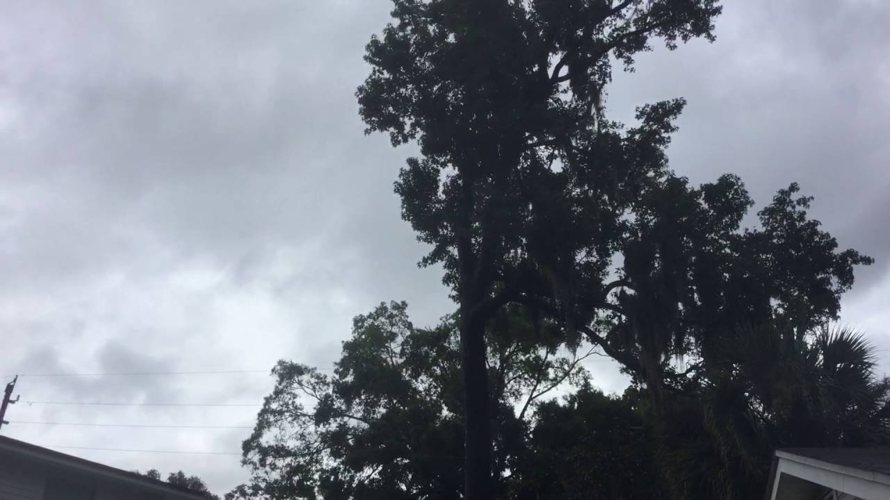 This big trees going down - YouTube