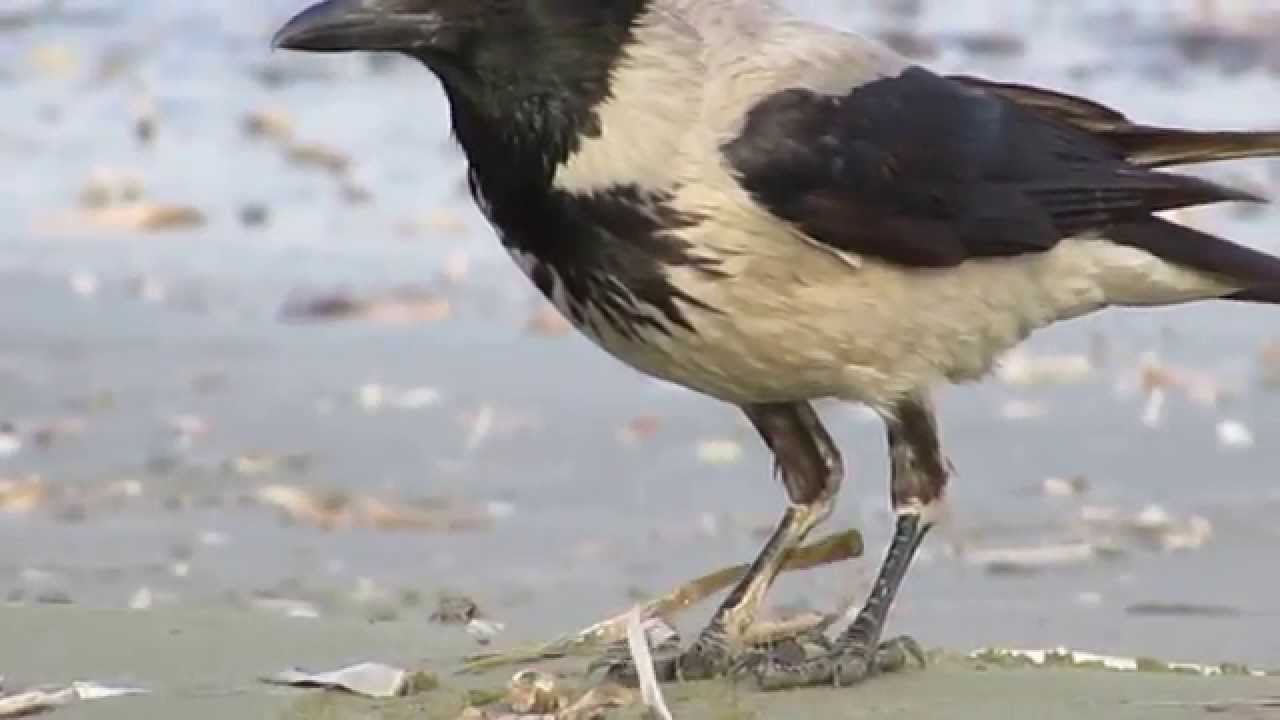 Hooded Crow (Corvus cornix) - Cyprus - YouTube