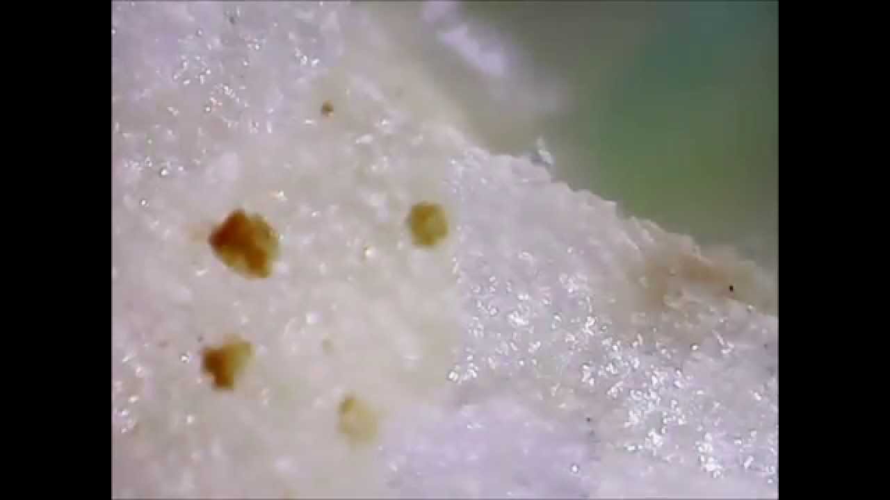 Raw Spaghetti Pasta Under a Microscope (#STRANGE) - YouTube