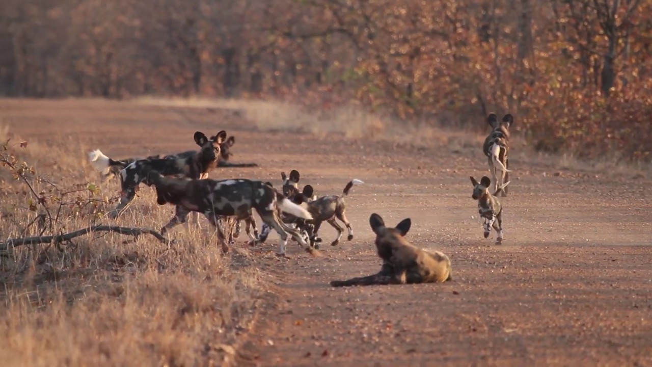 African Wild Dogs on the hunt - YouTube
