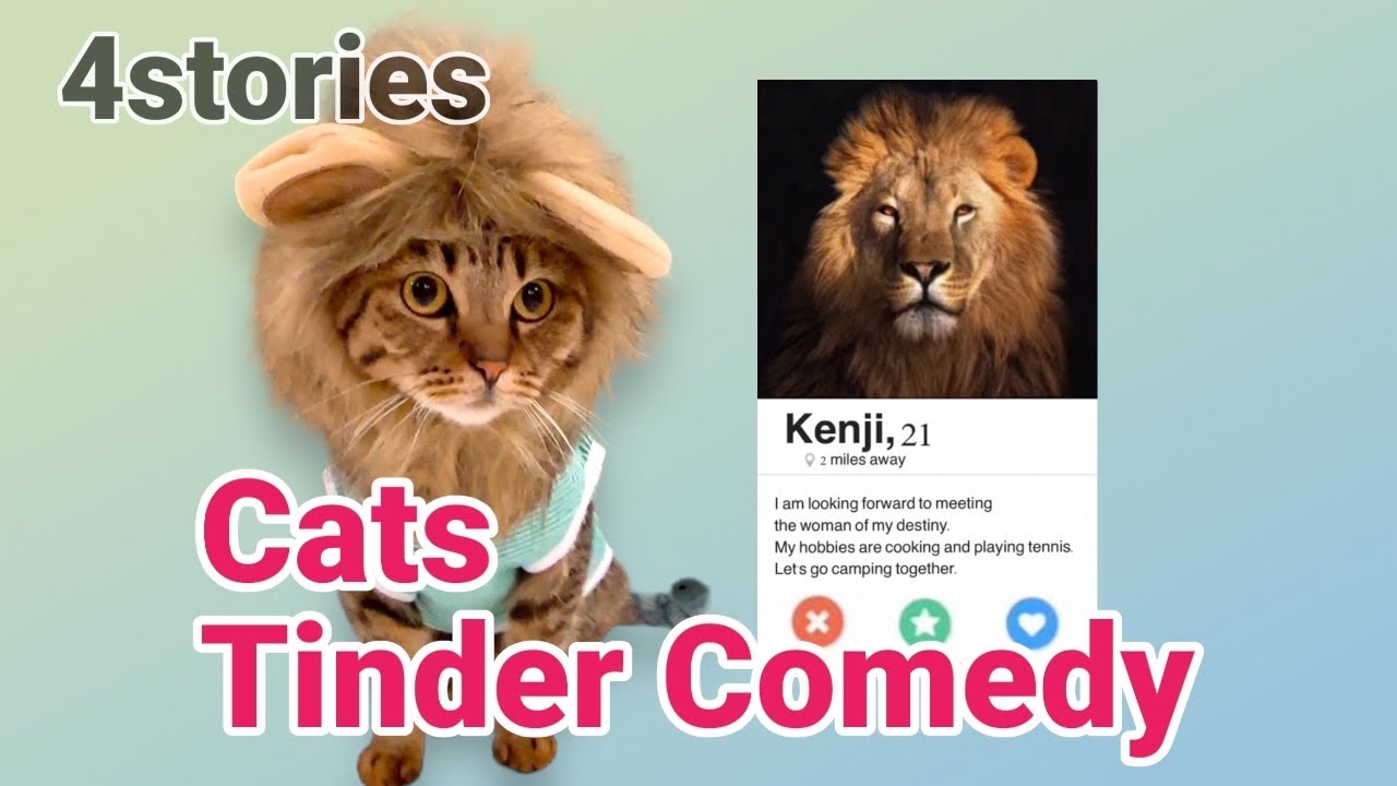 Funny Cats Comedy😹Cat fakes Tinder profile 4Stories 💕 - YouTube