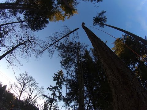 Solo Tree Work - YouTube